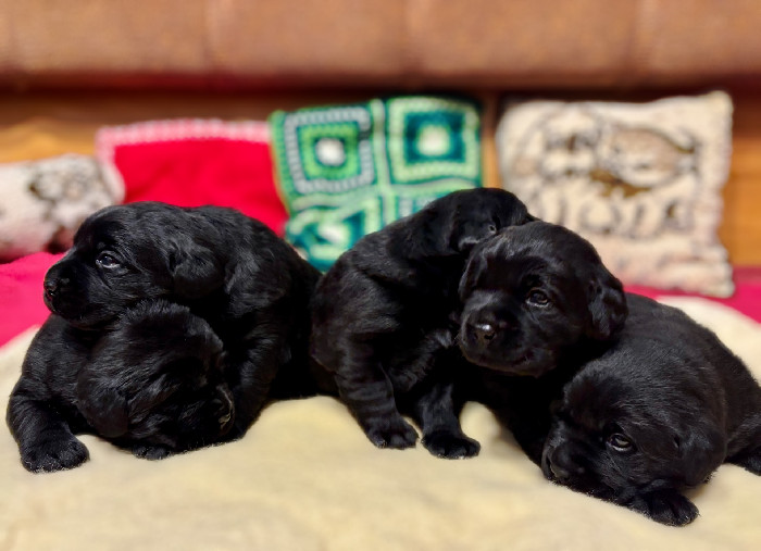 labrador retriever černá štěňata